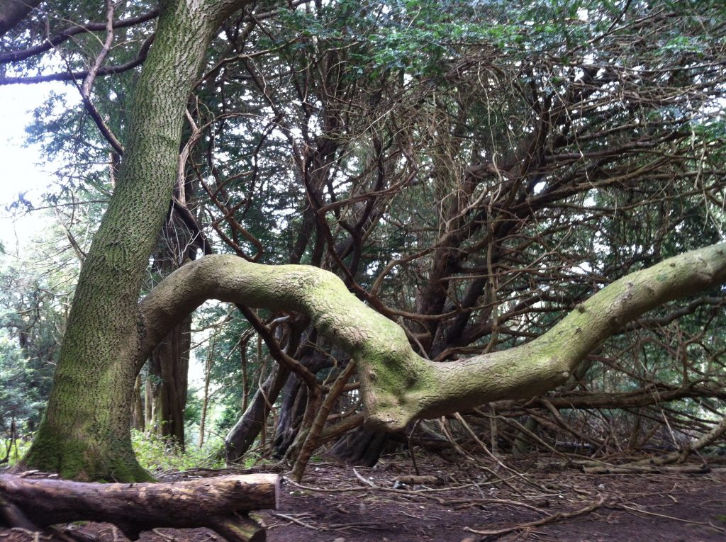 The wonder of Kingley Vale and time-travelling Yew - Mags MacKean